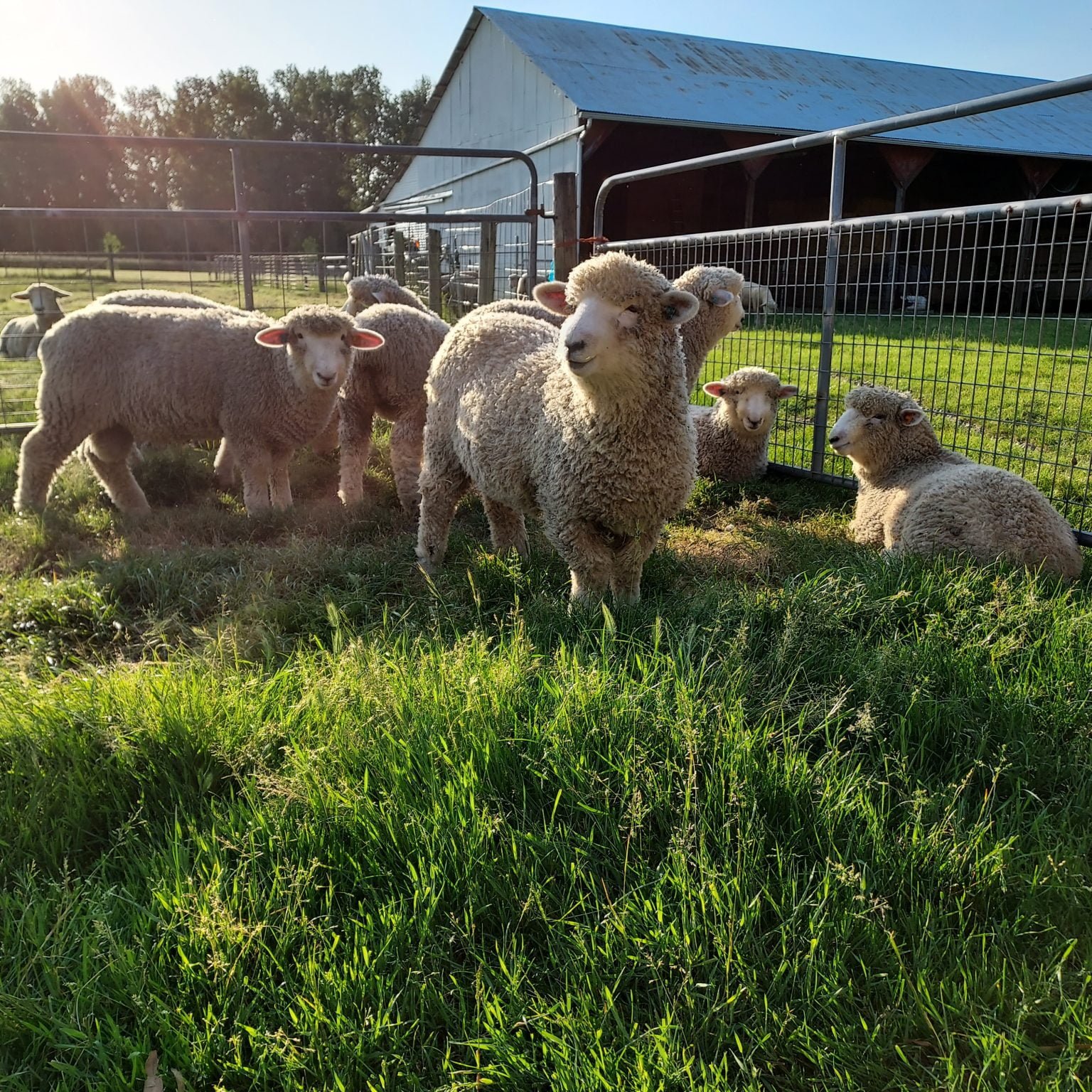 American Romney Breeders Association - American Romney Breeders Association